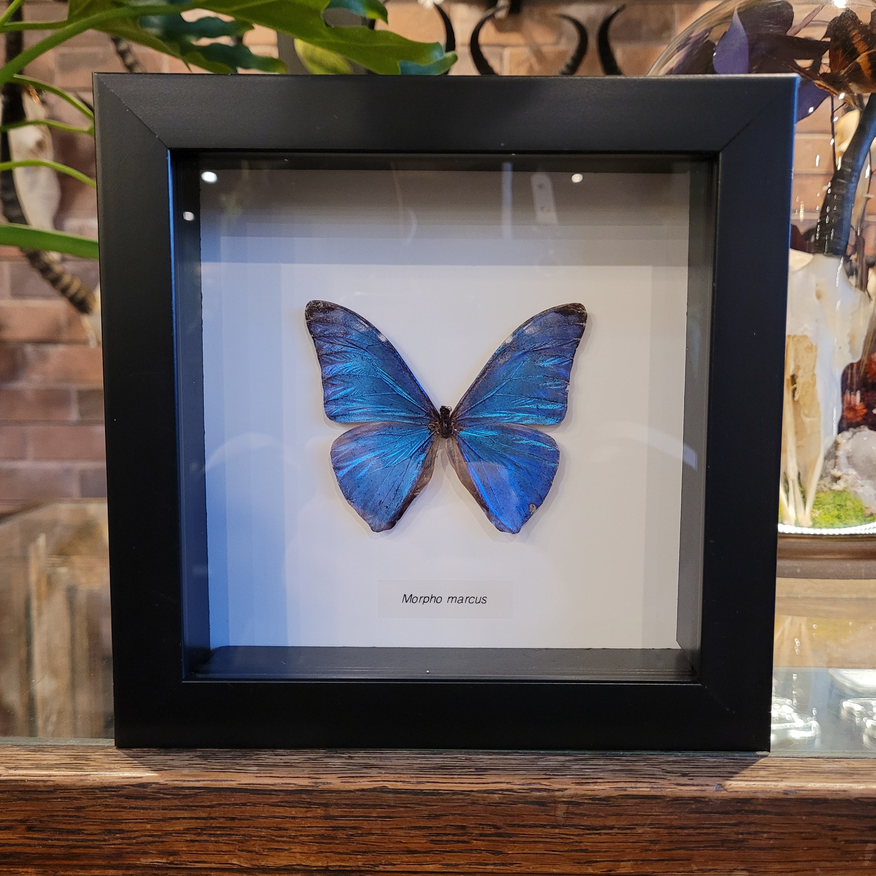 Morpho marcus in Frame