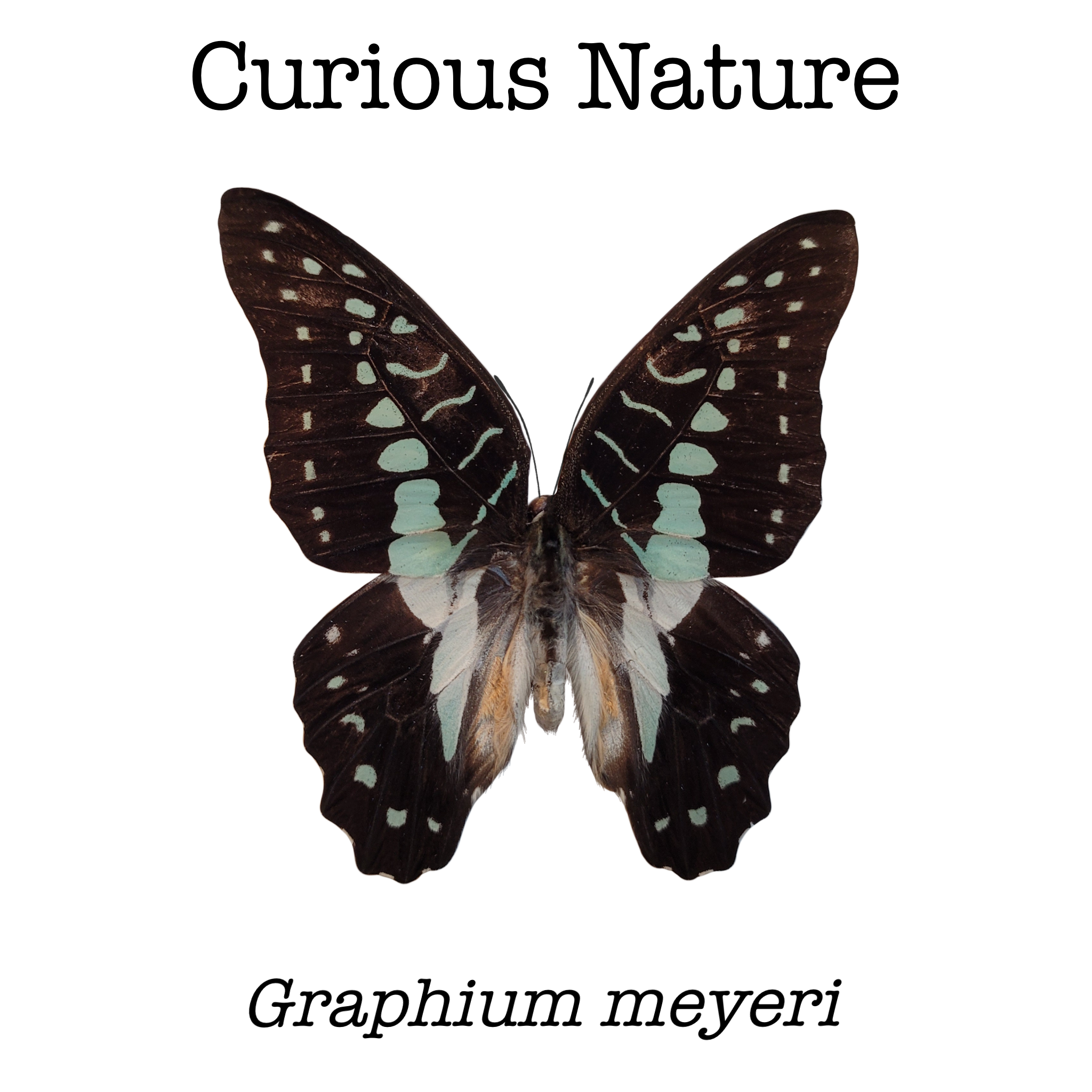 Graphium meyeri