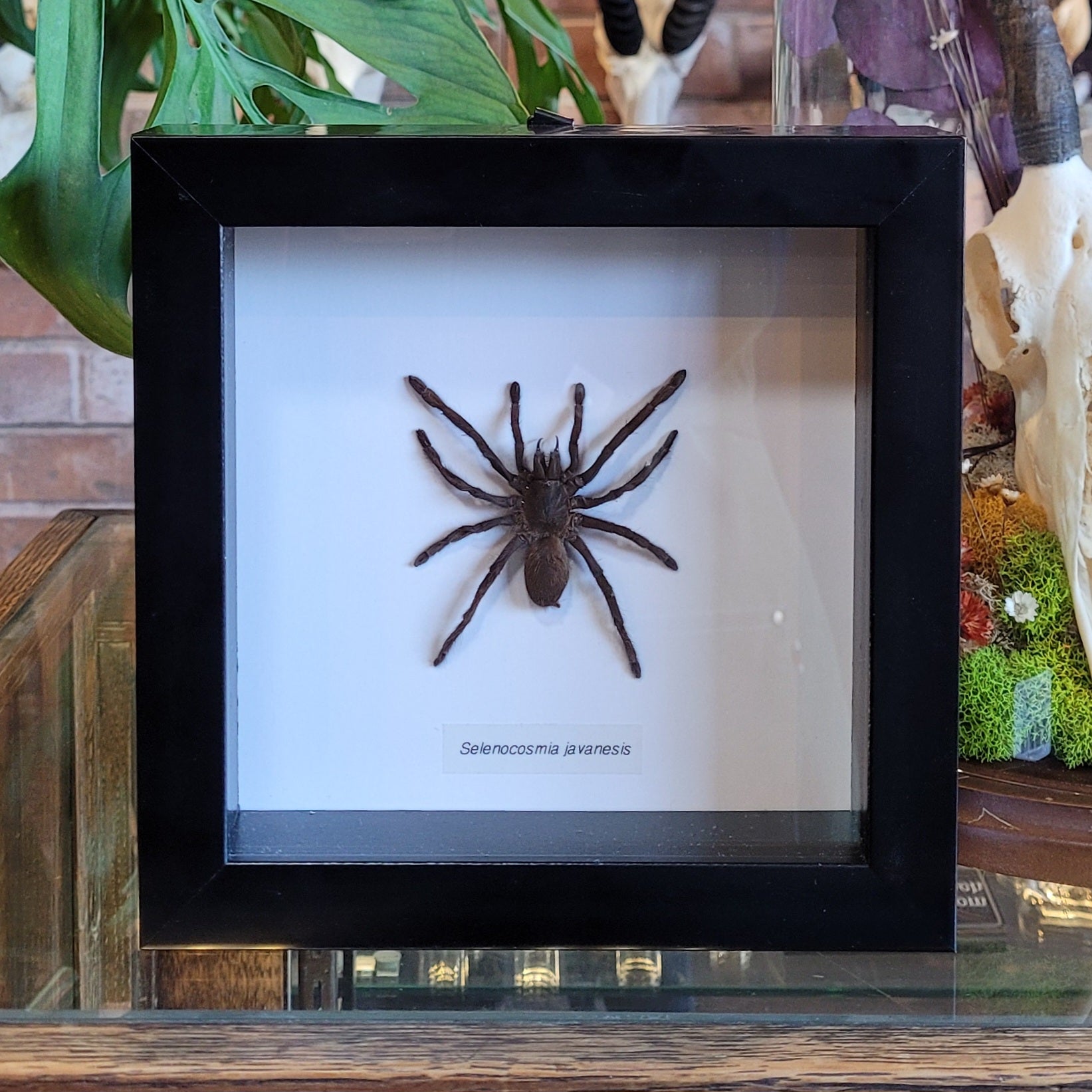 Java Yellow Knee Tarantula in Frame