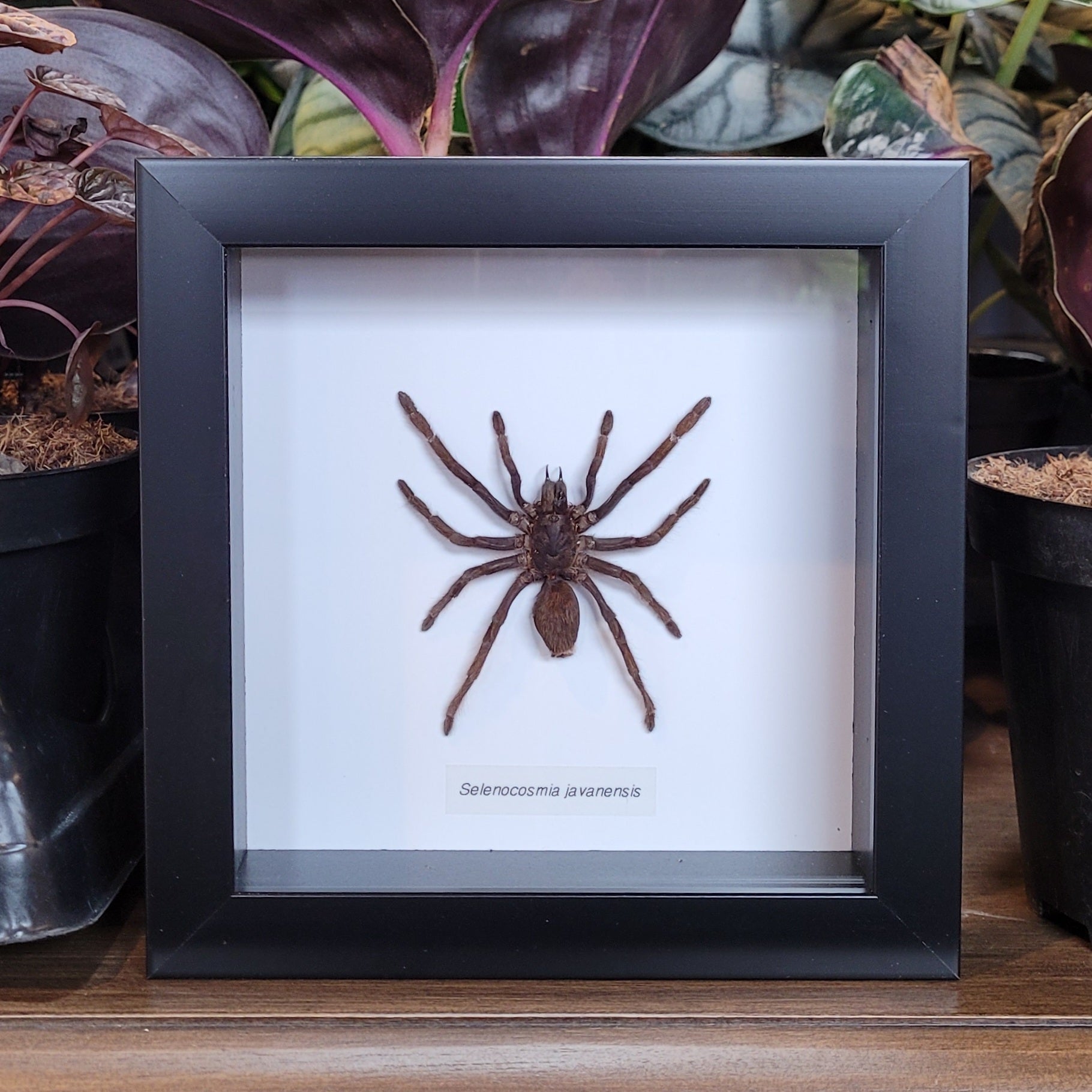 Java Yellow Knee Tarantula in Frame