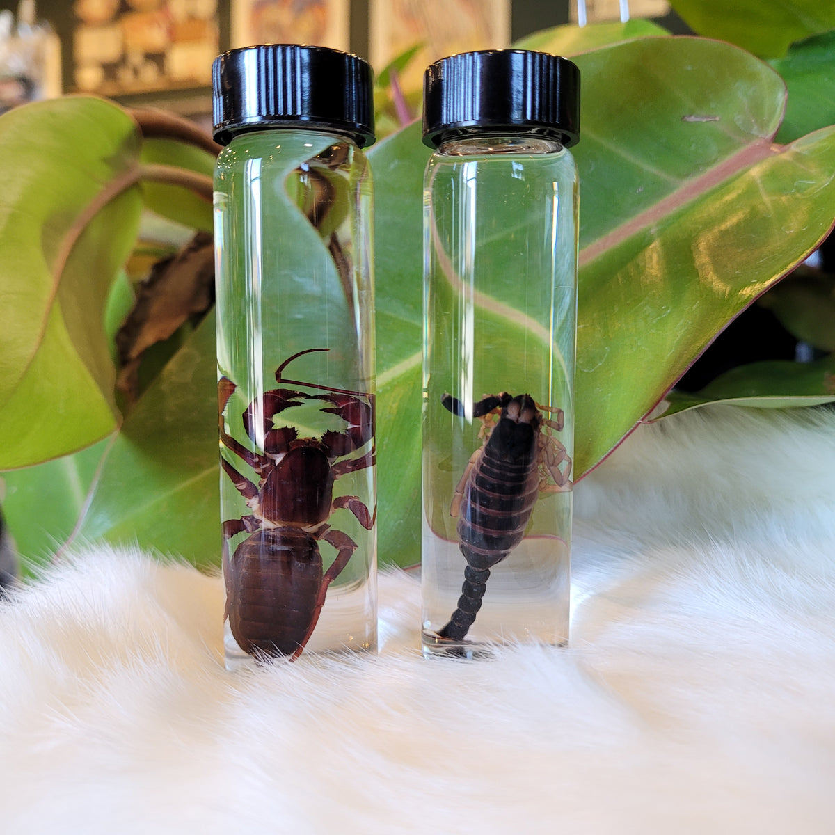 Wet Specimen Jar BicBugs WET SPECIMEN REAL GOLD SCORPION XL Preserved ...