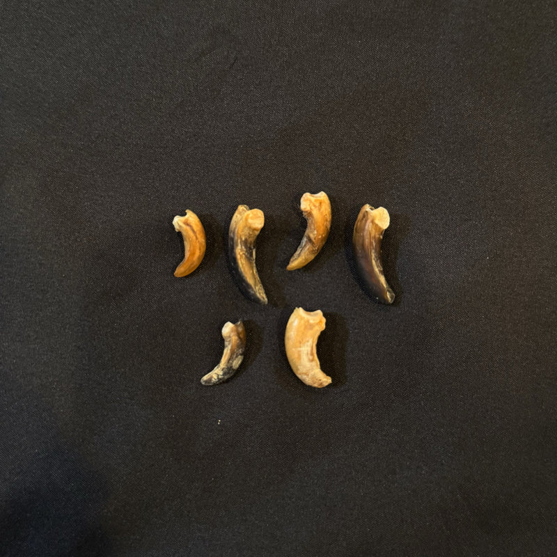 Domestic Turkey Claw