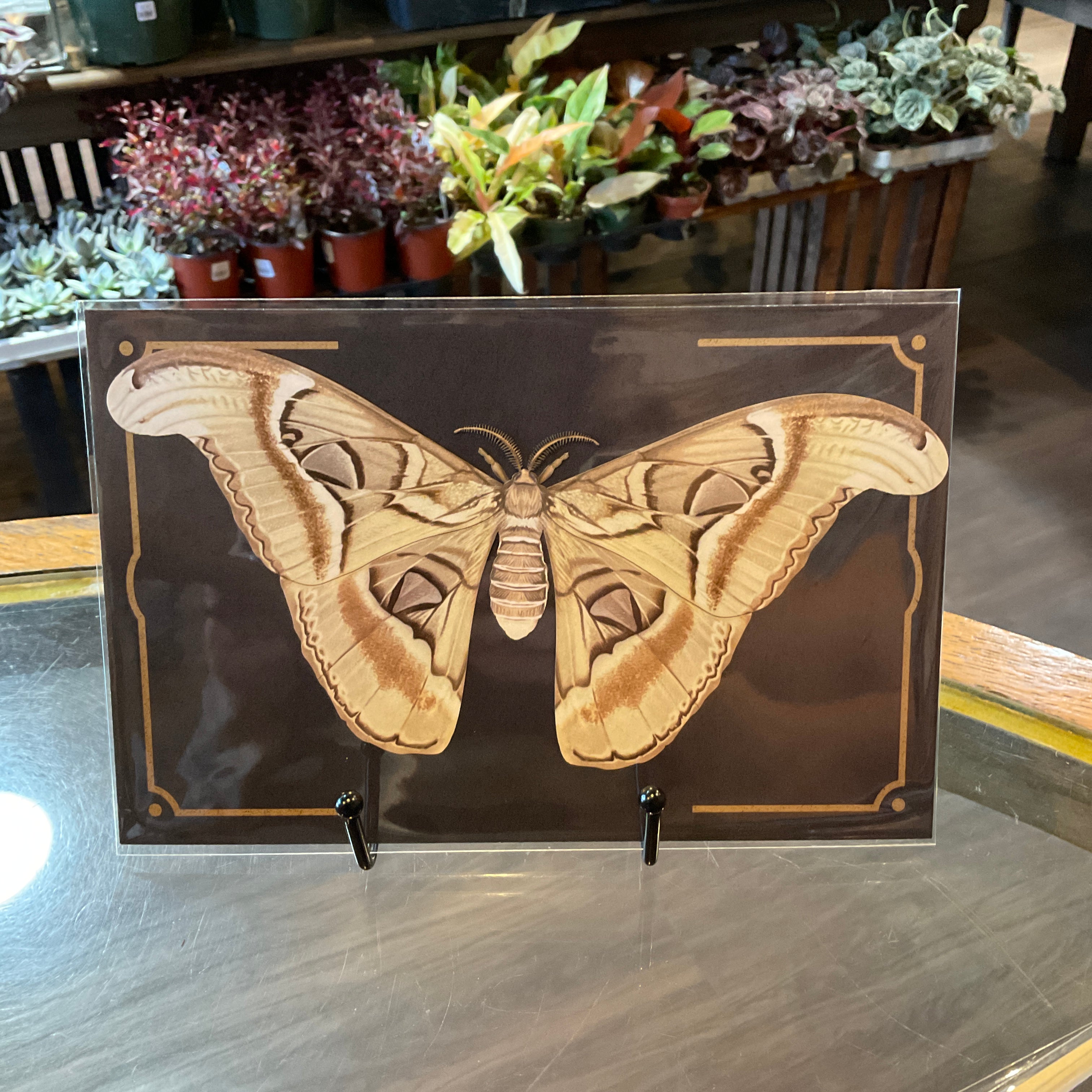 Paper Ghost Atlas Moth