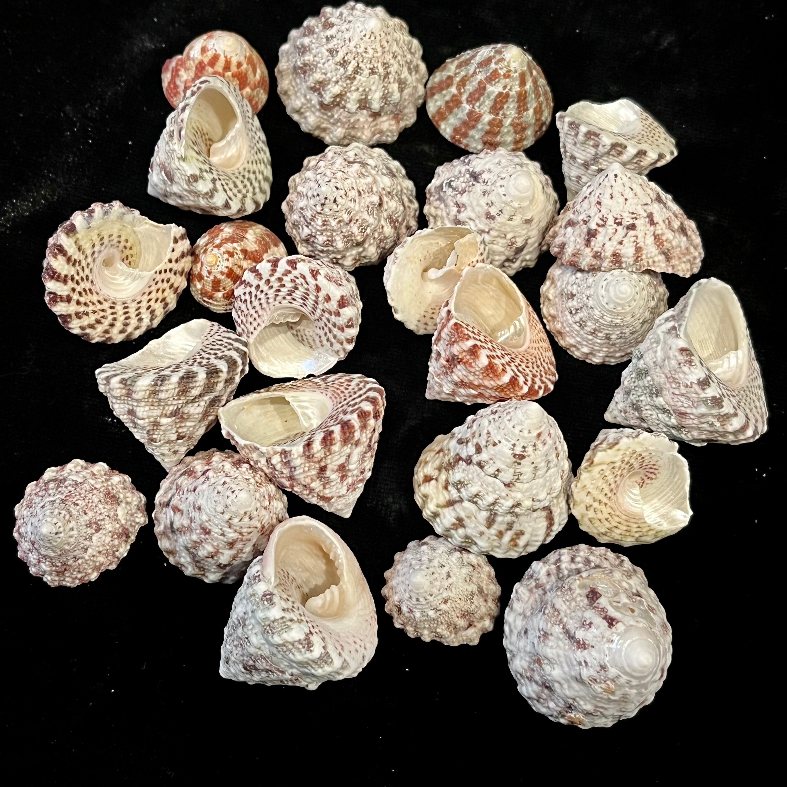 Red Stripe Trocus Shell