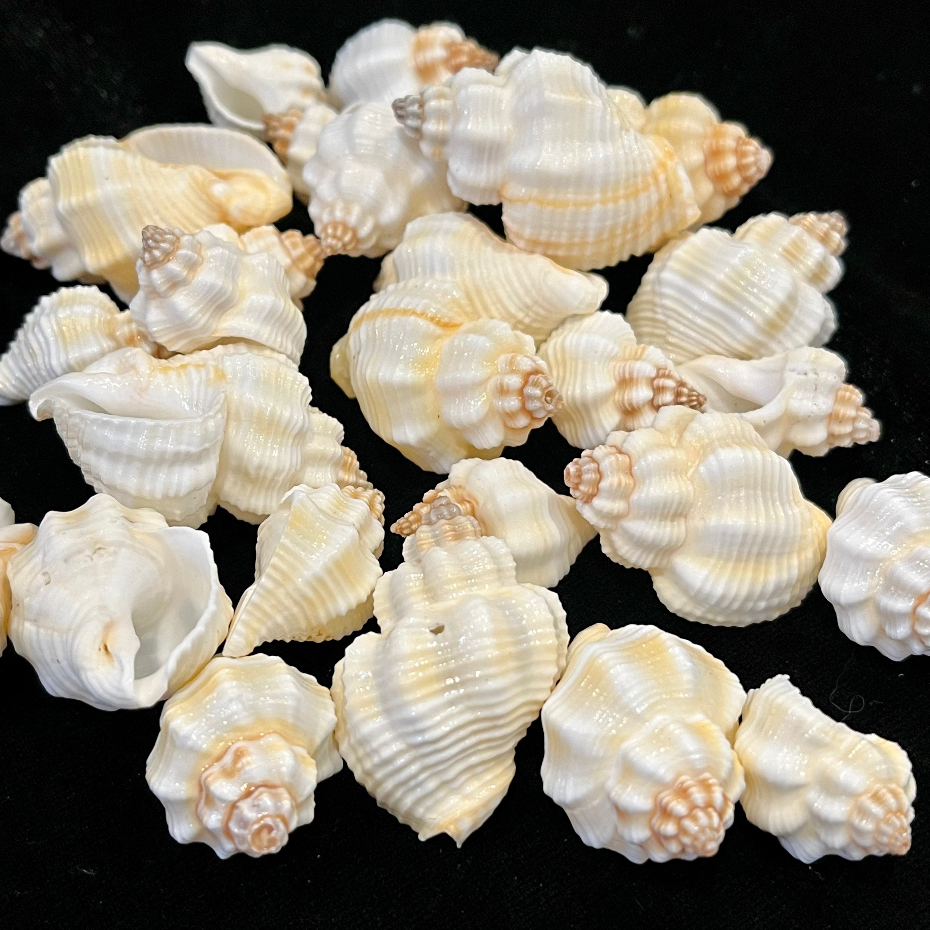 Cancellaria Shell