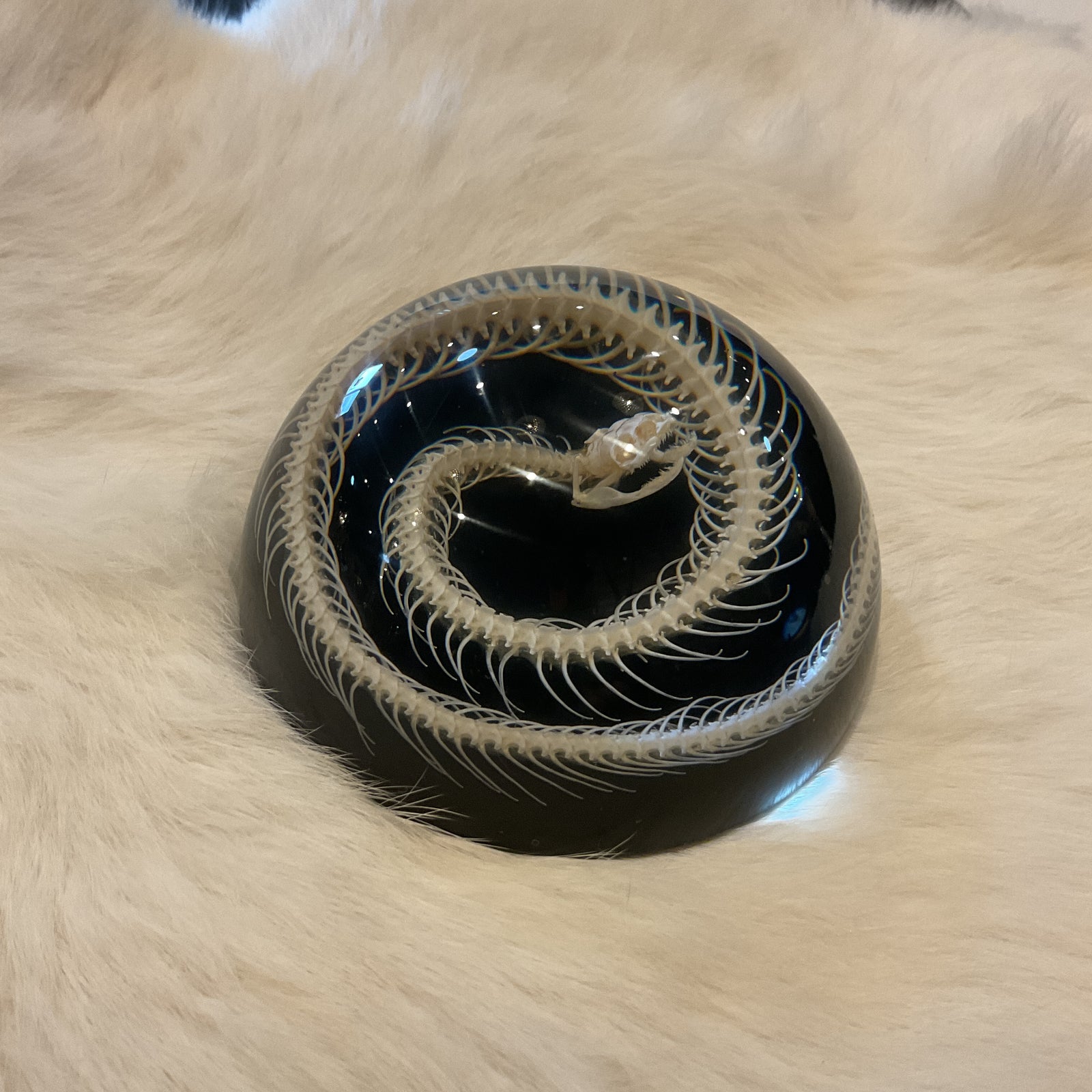 Snake Skeleton Dome Paperweight