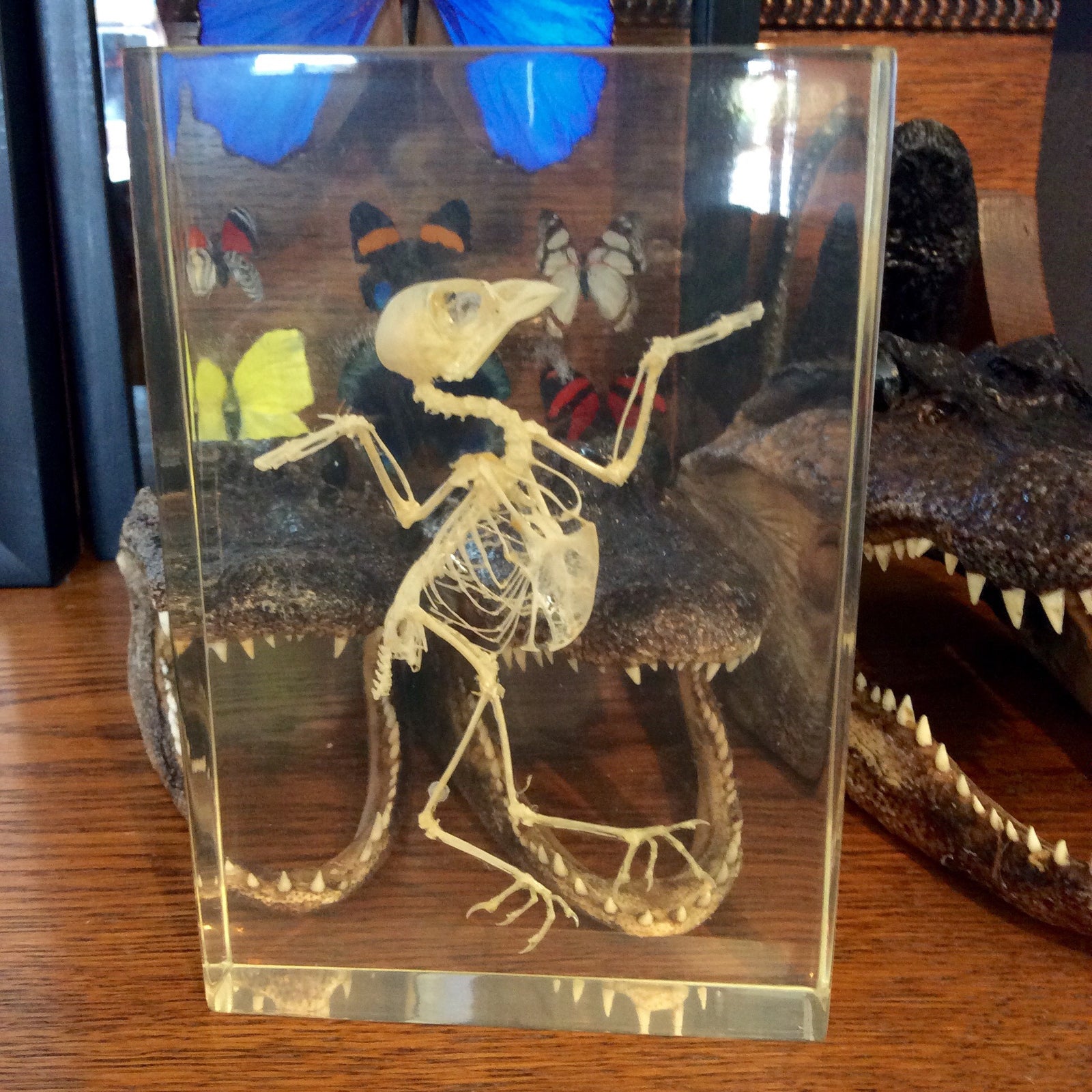Bird Skeleton Paperweight