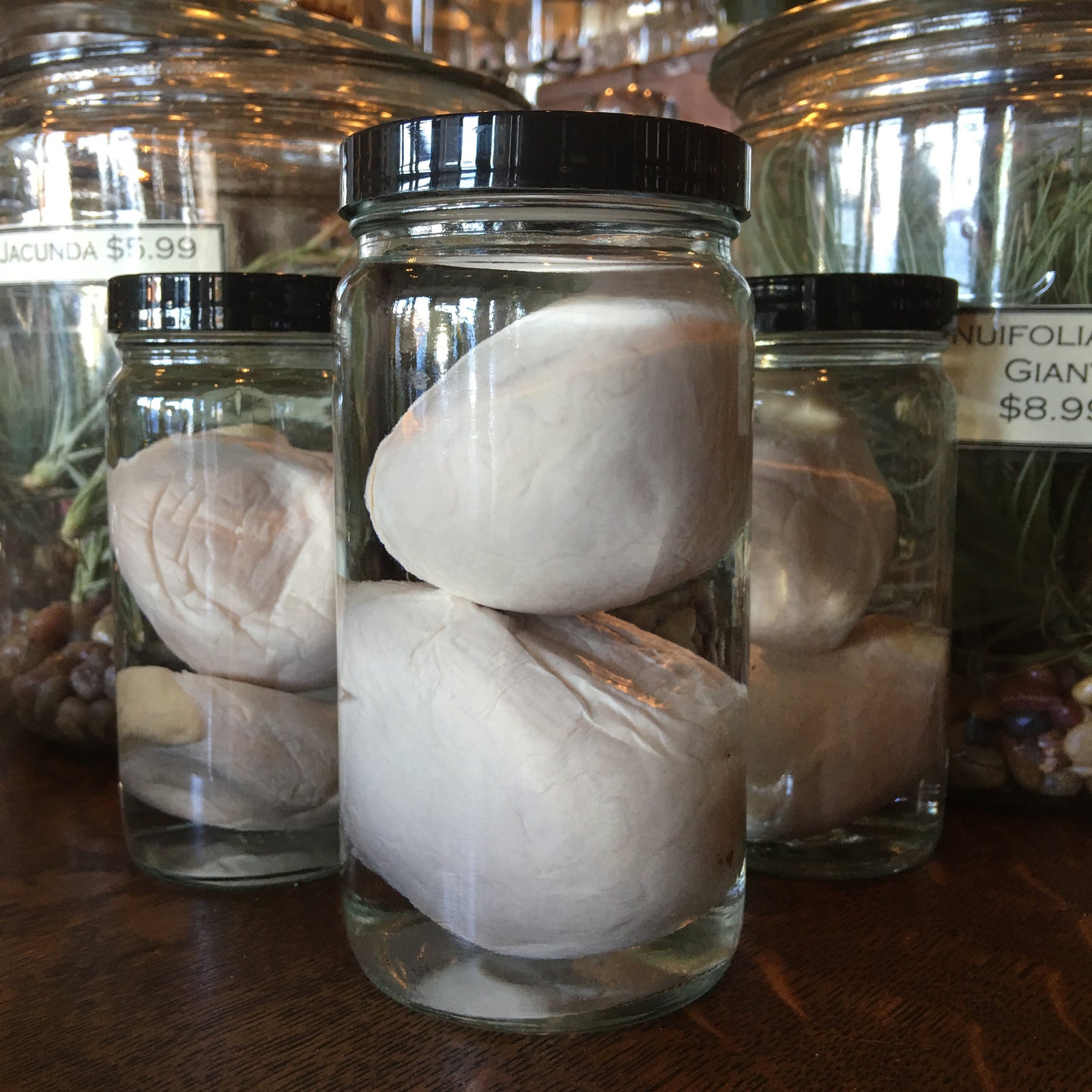 Sheep Testicles Wet Specimen