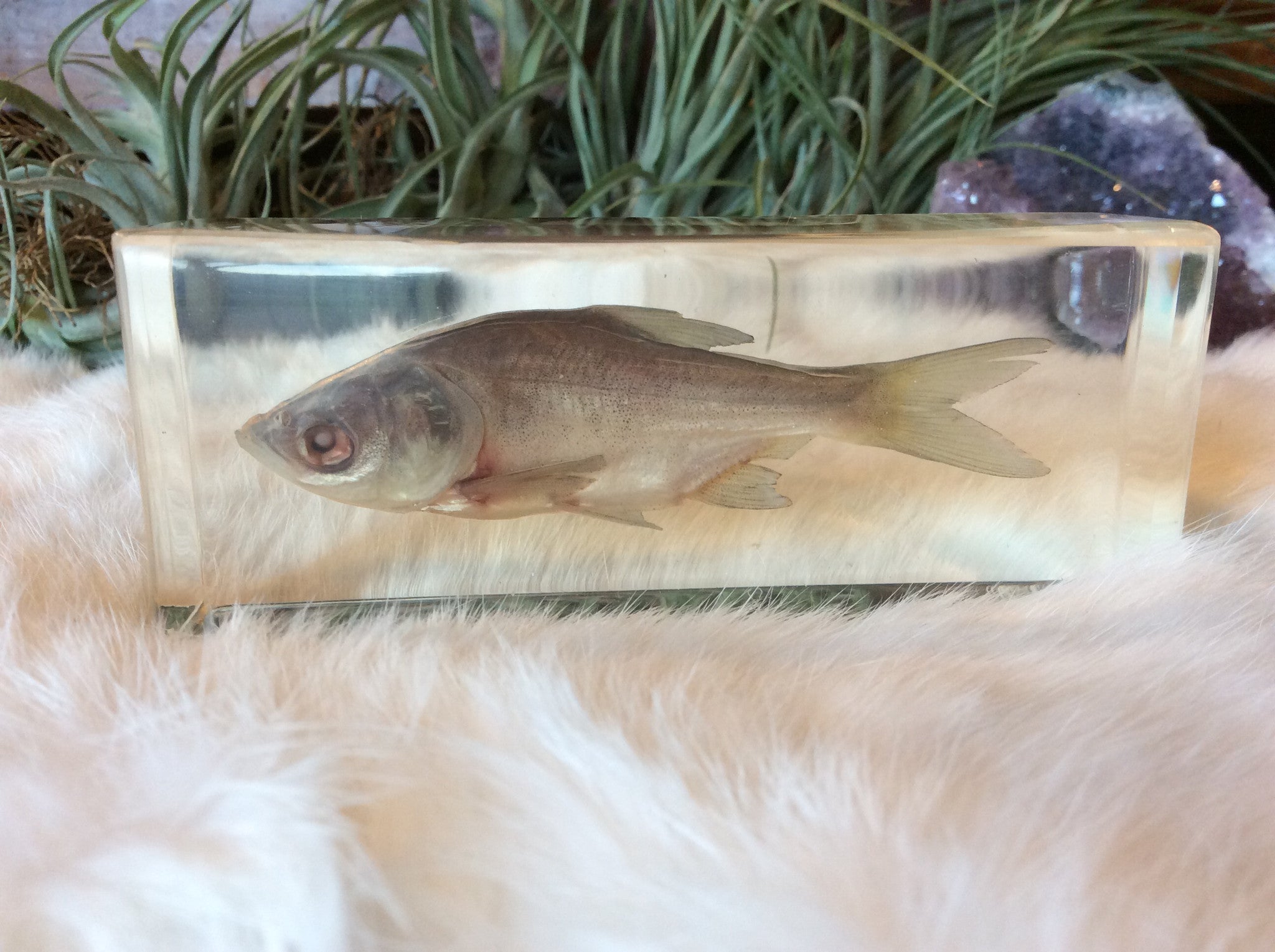 Bighead Carp Paperweight