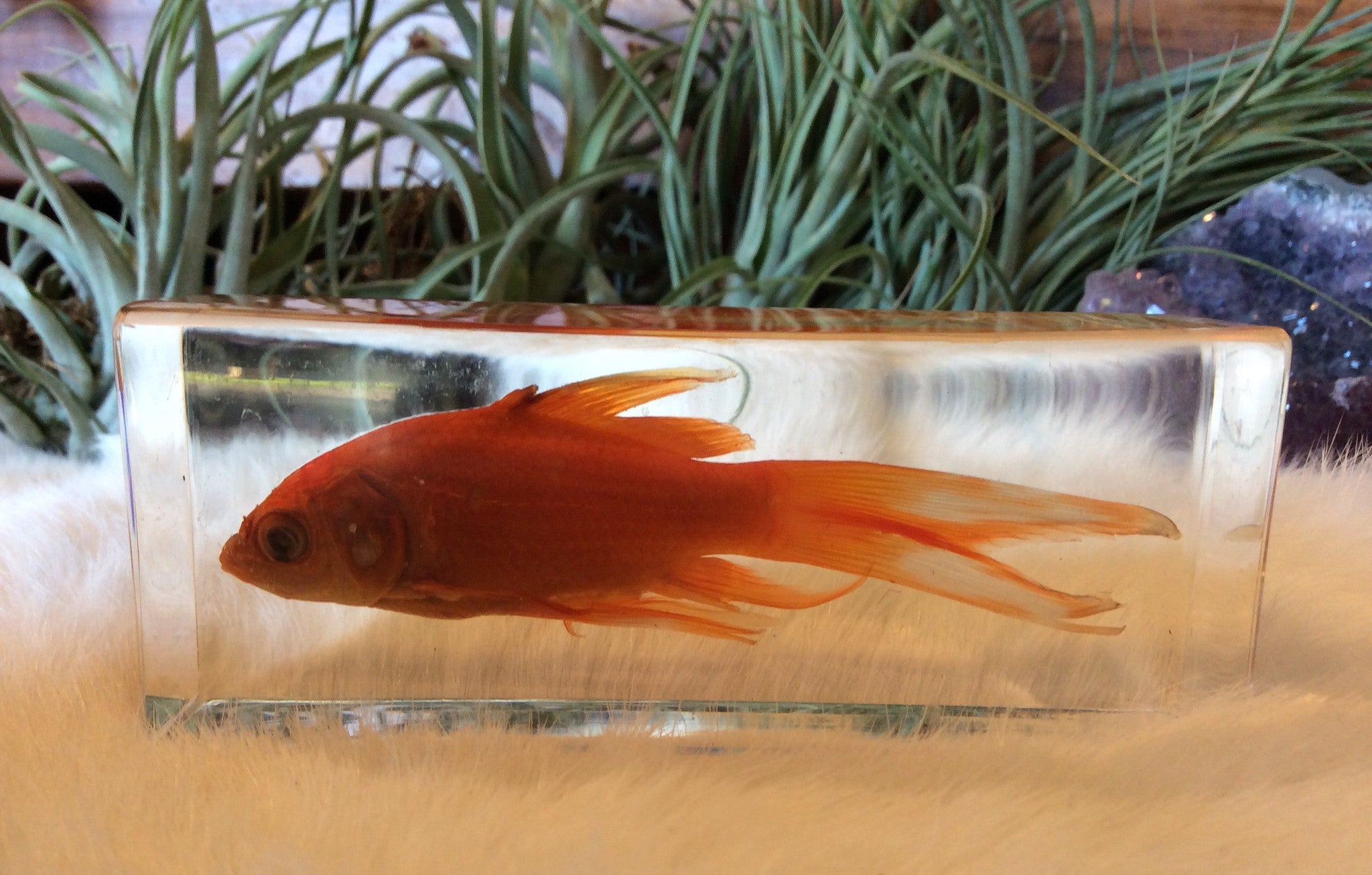 Acrylic Specimens – Page 2