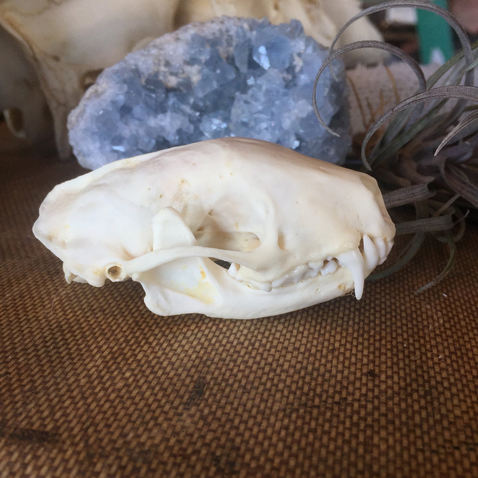 Skunk Skull