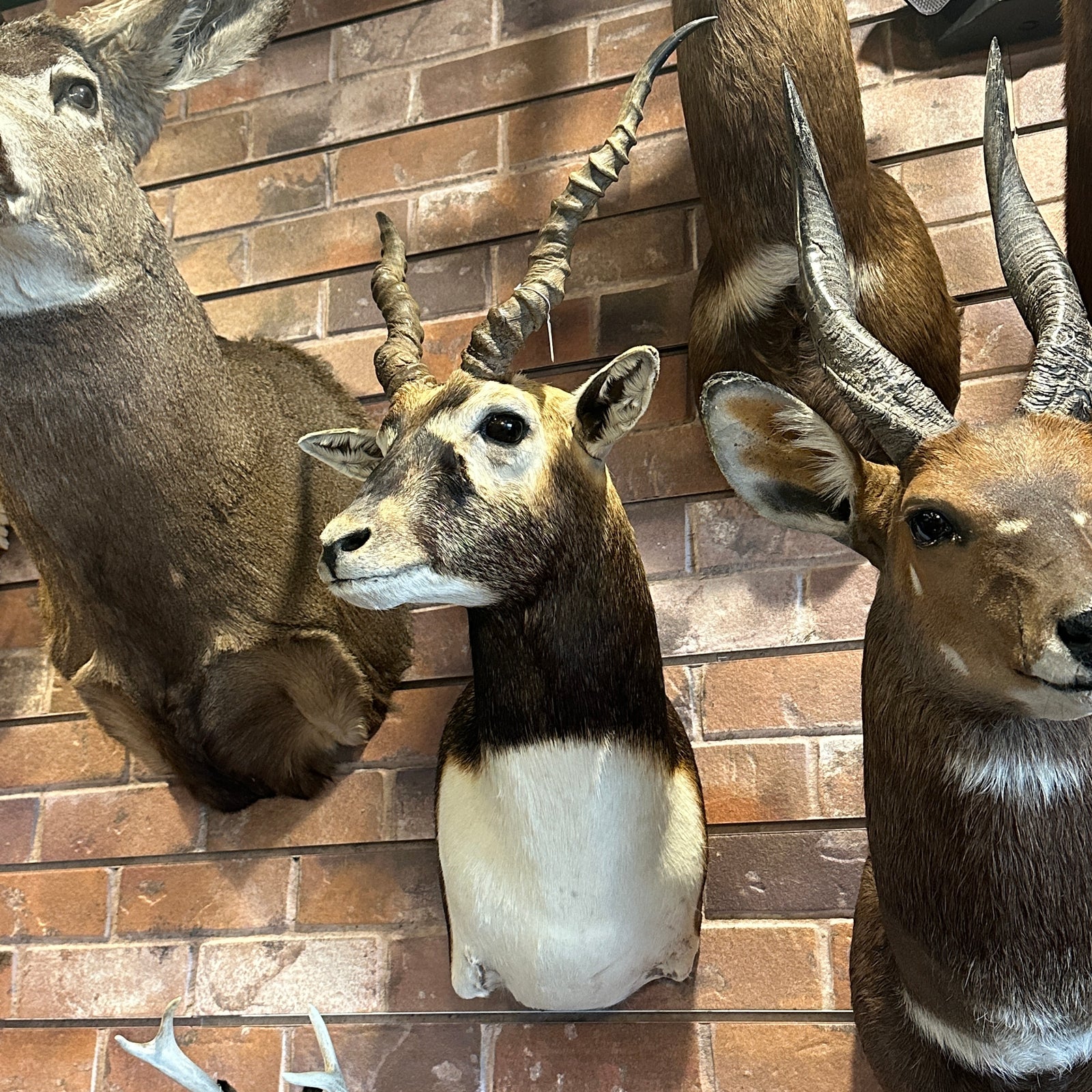 Indian Blackbuck Shoulder Mount