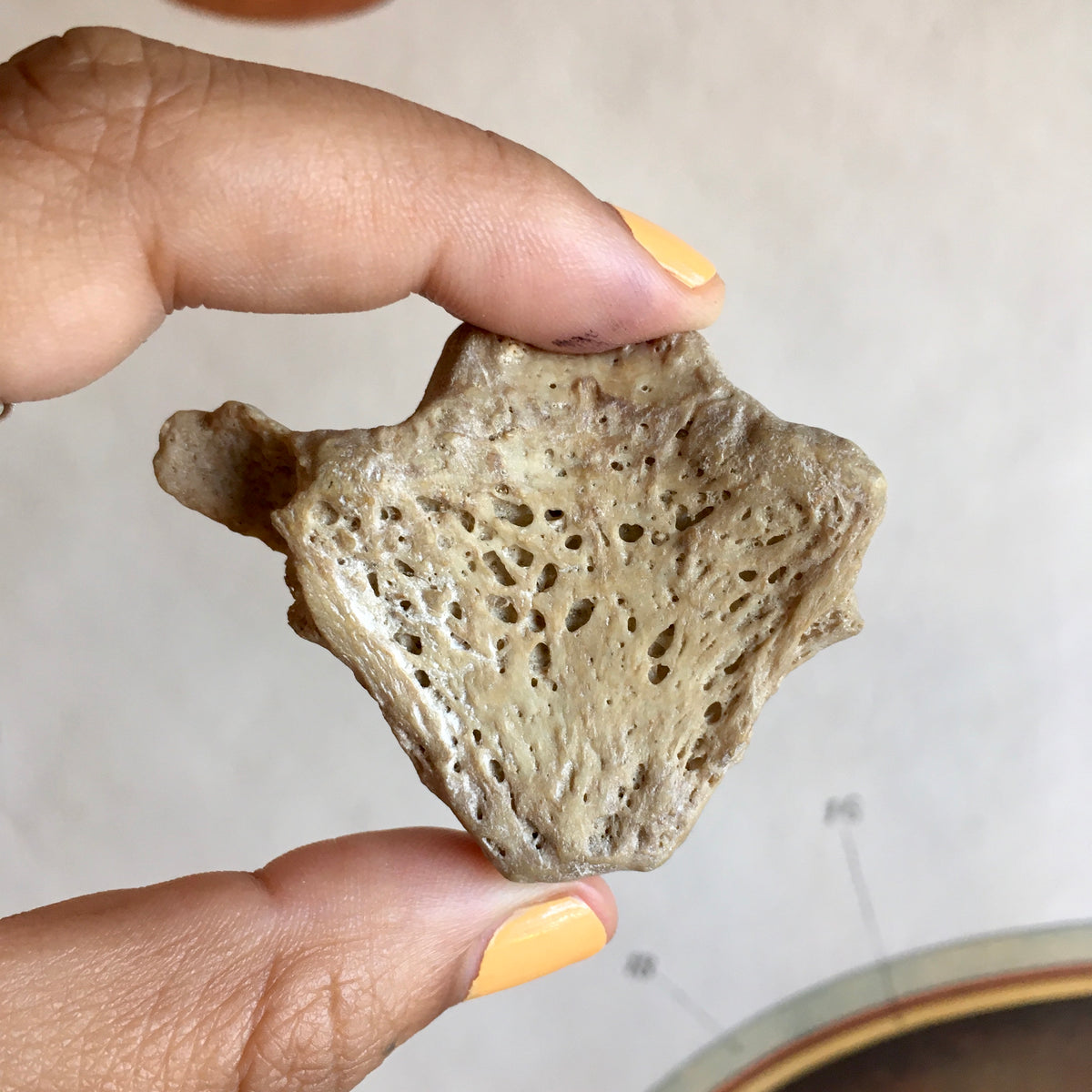 Manubrium Bone Manubriosternal Joint: Bones, Ligaments, Movements