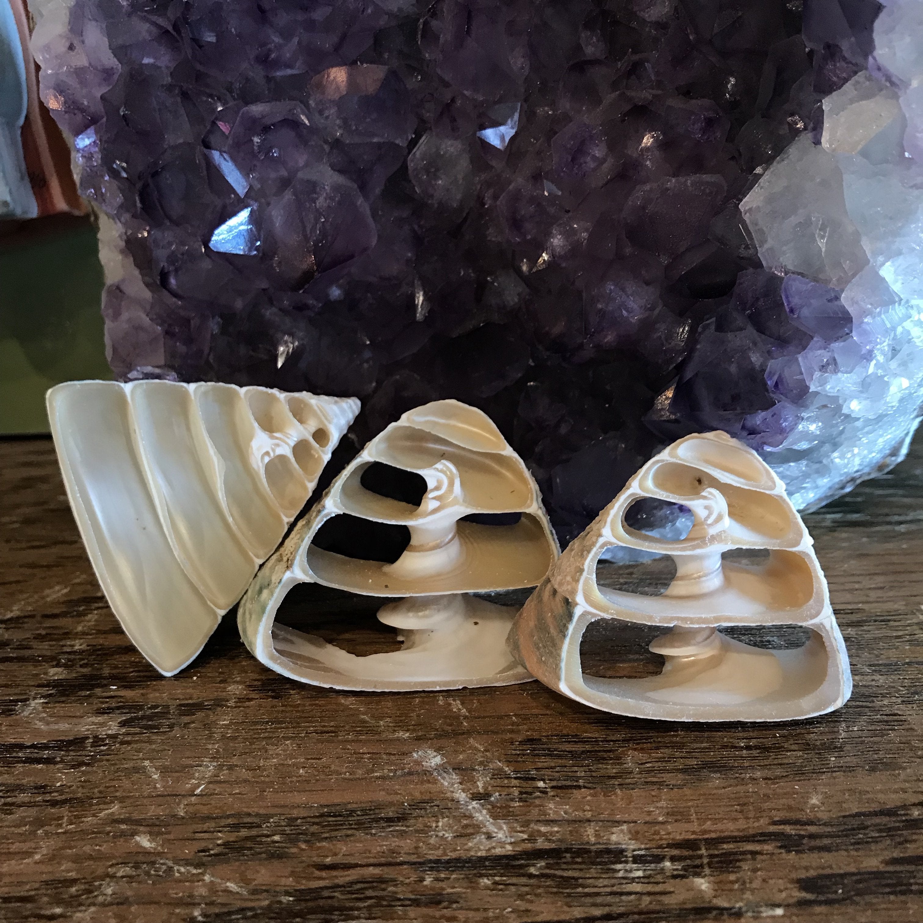 Center Cut Trocus Shell