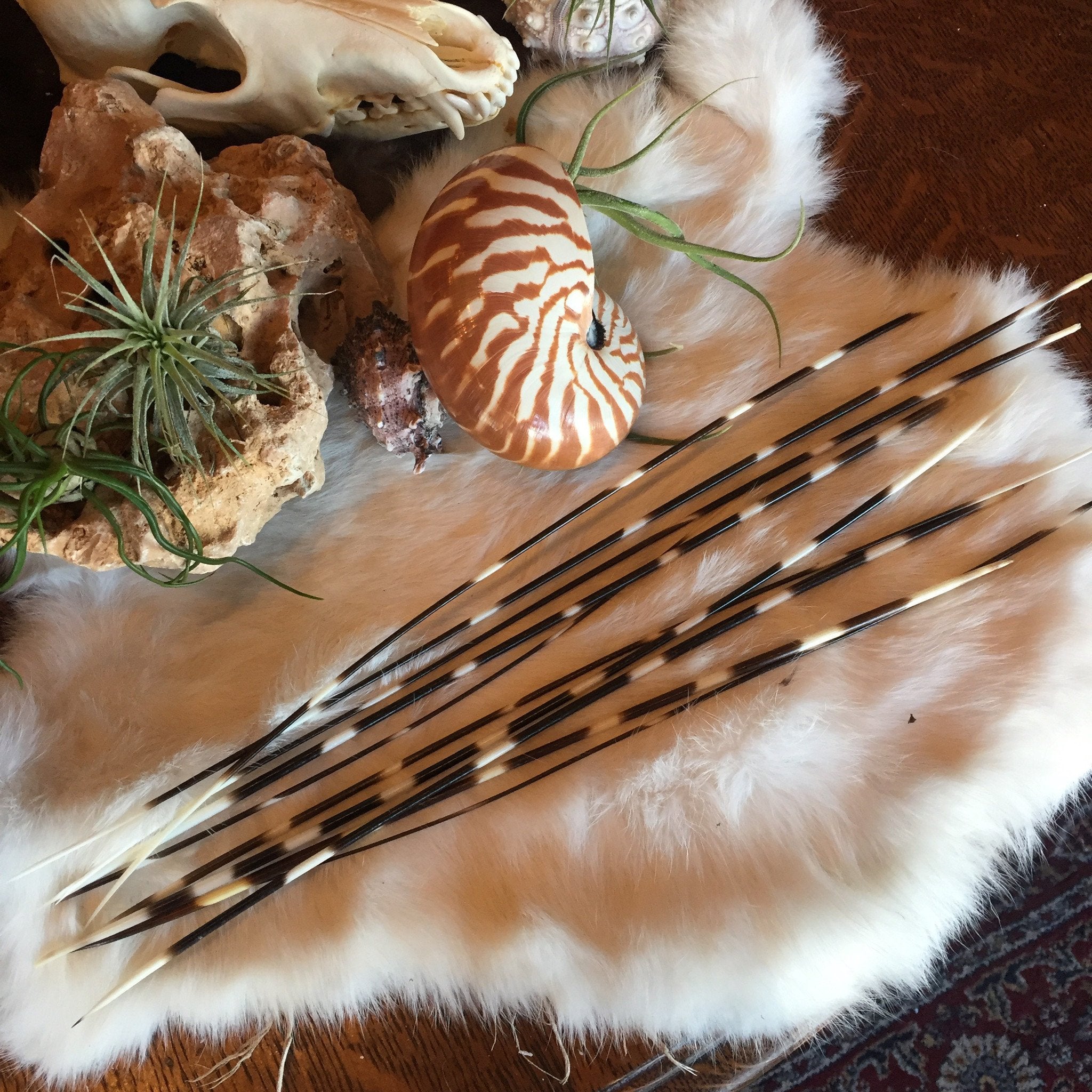 Thin African Porcupine Quill