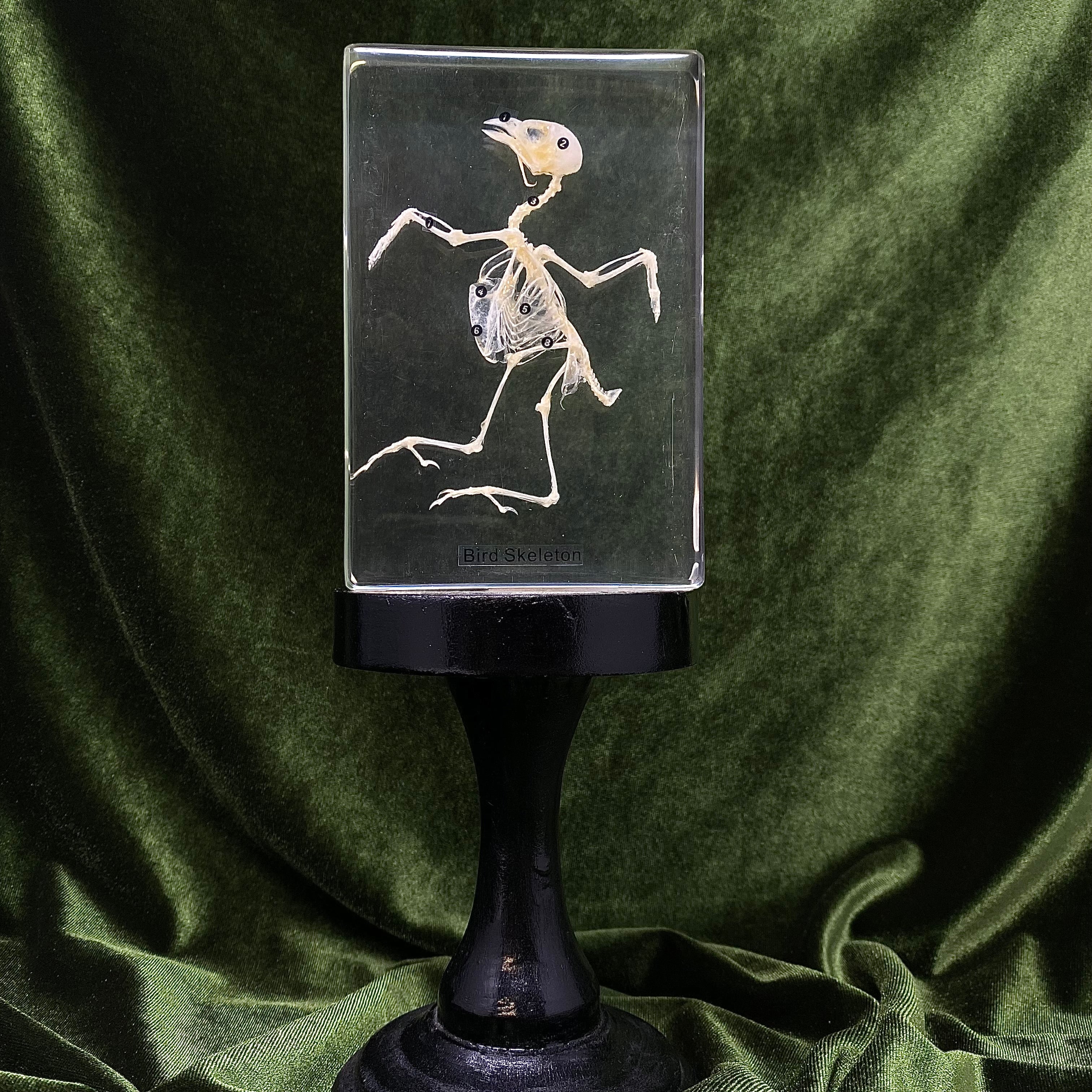 Bird Skeleton Paperweight