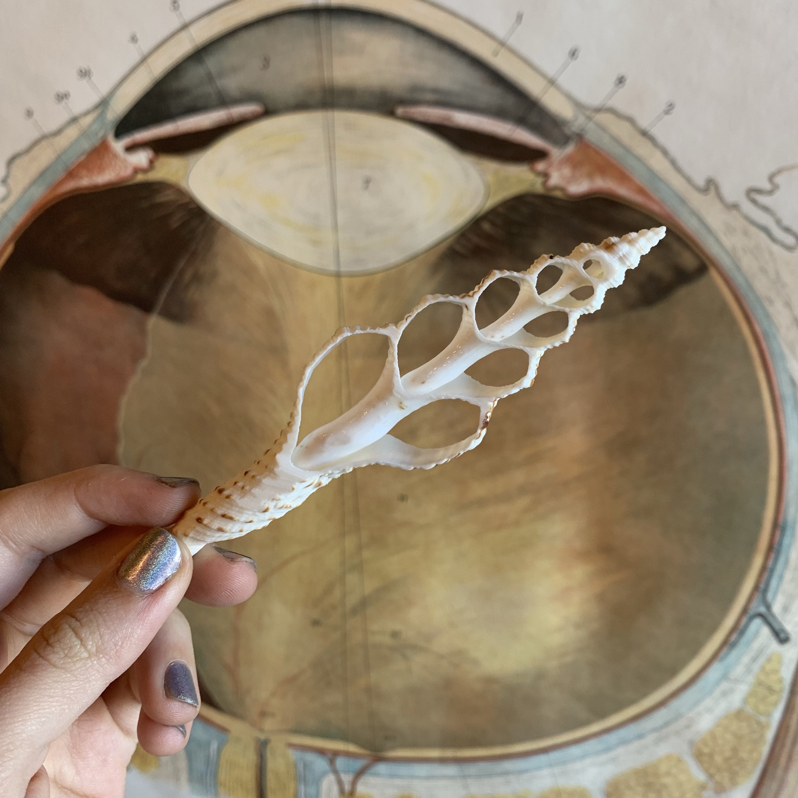 Center Cut Spindle Shell