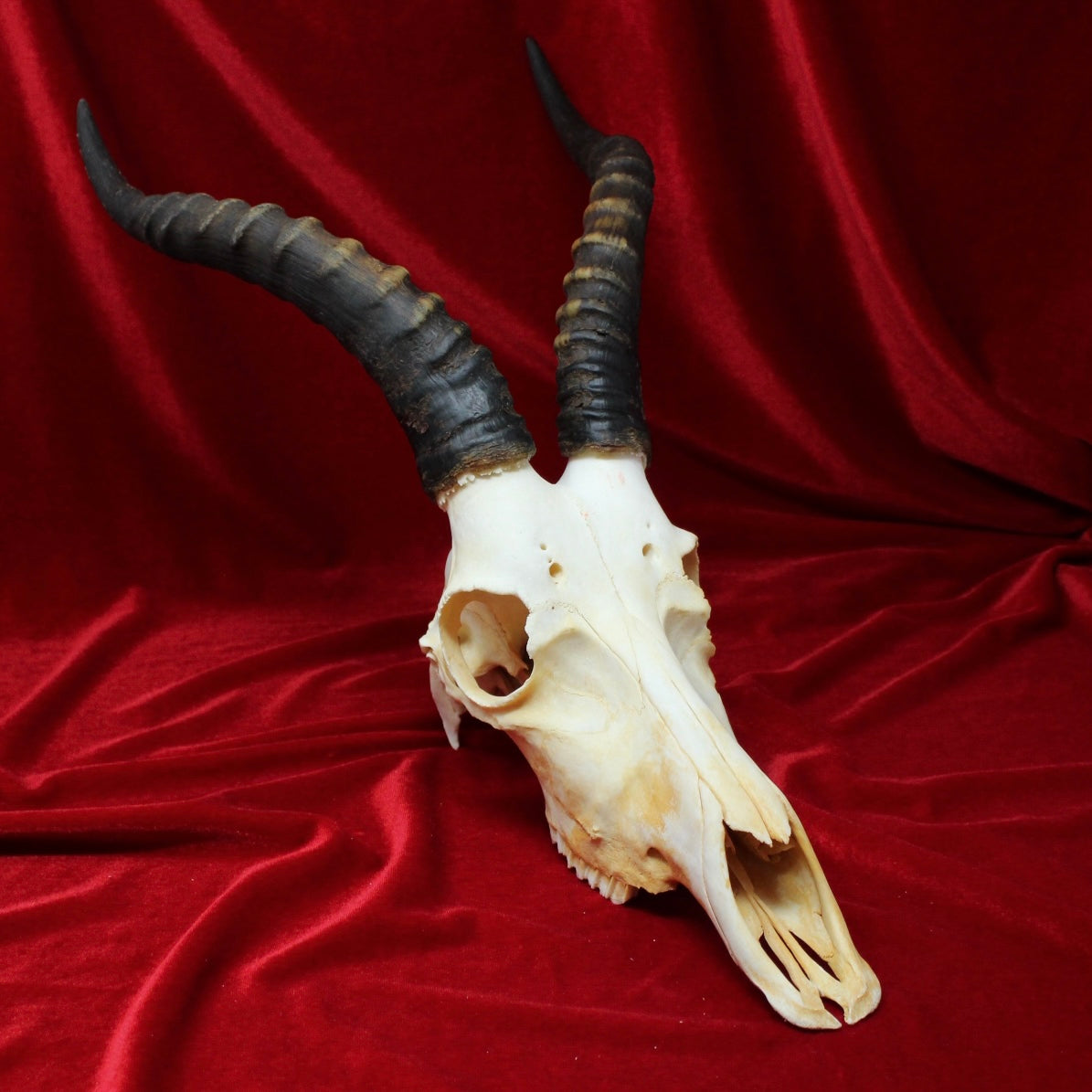 Male Blesbok Skull GRADE B