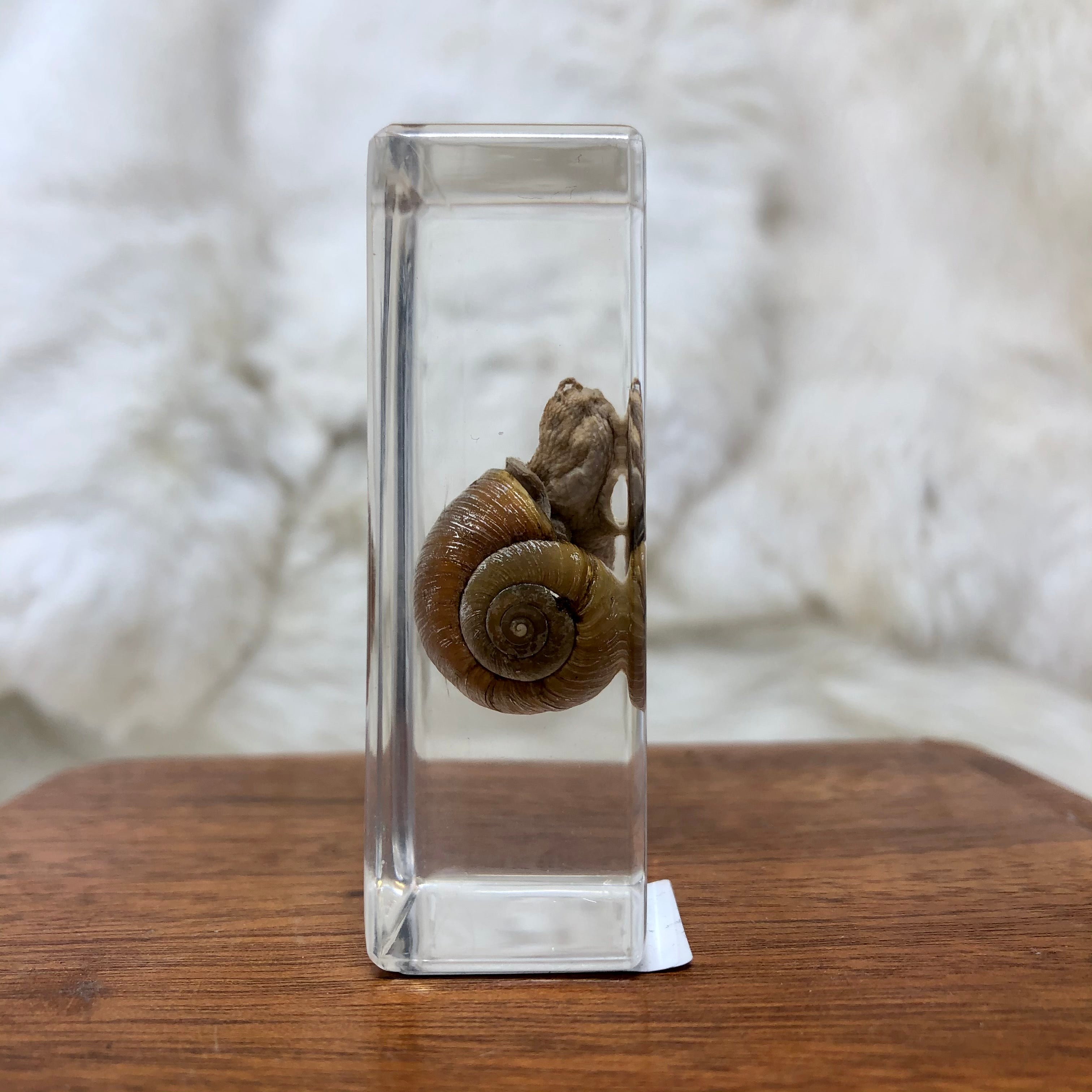 Snail Paperweight
