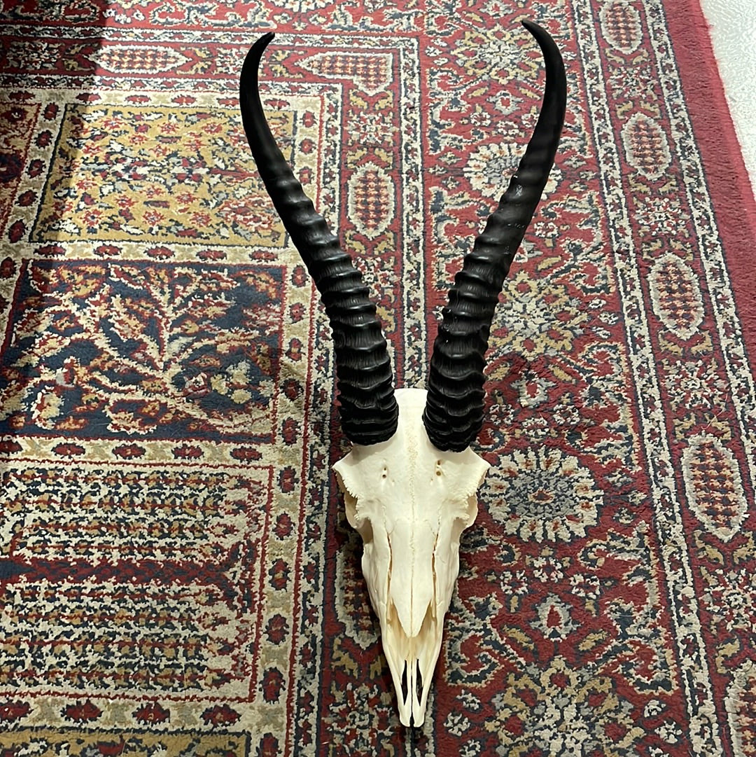 Male Springbok Skull