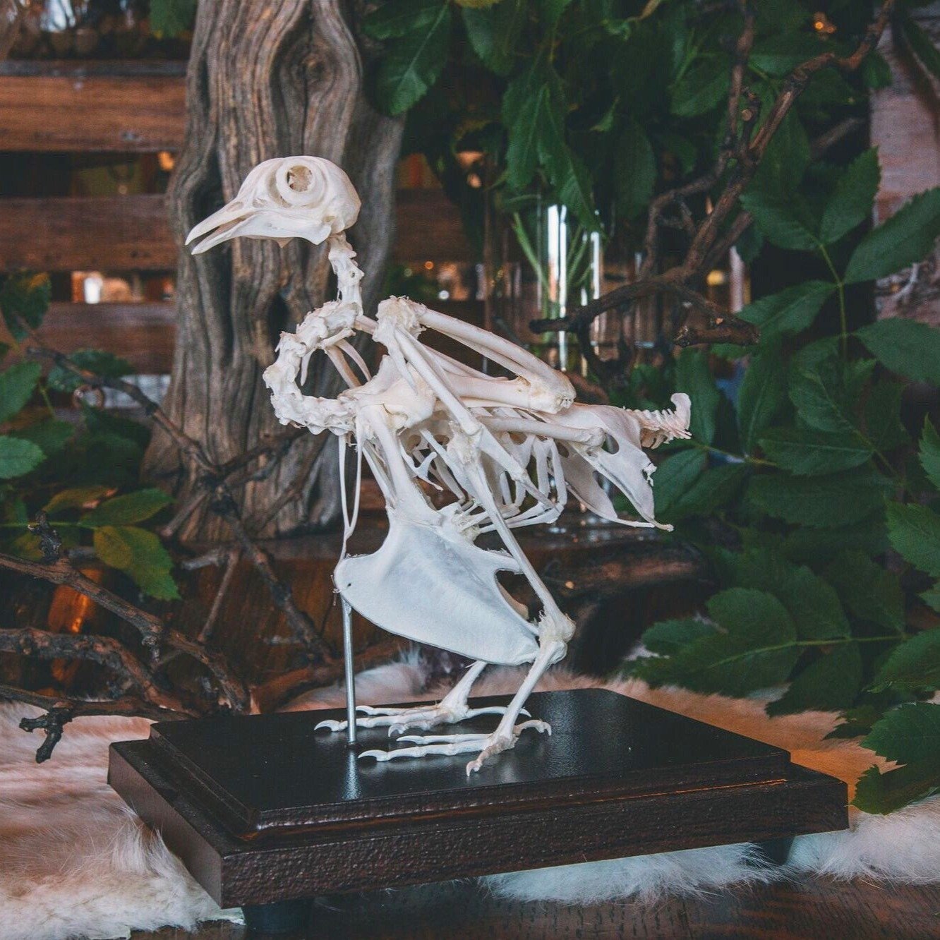 Articulated Pigeon Skeleton