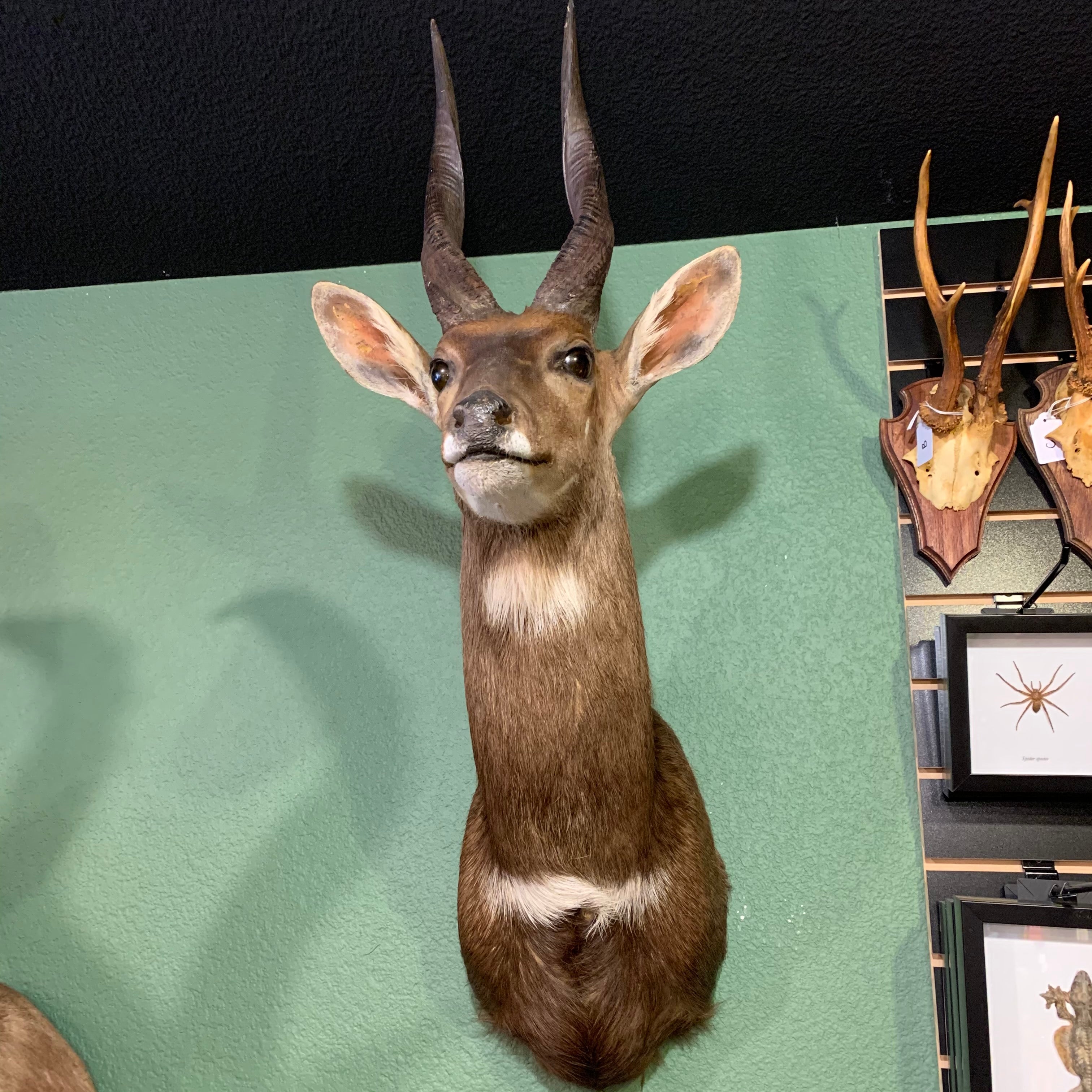 Bushbuck Mount