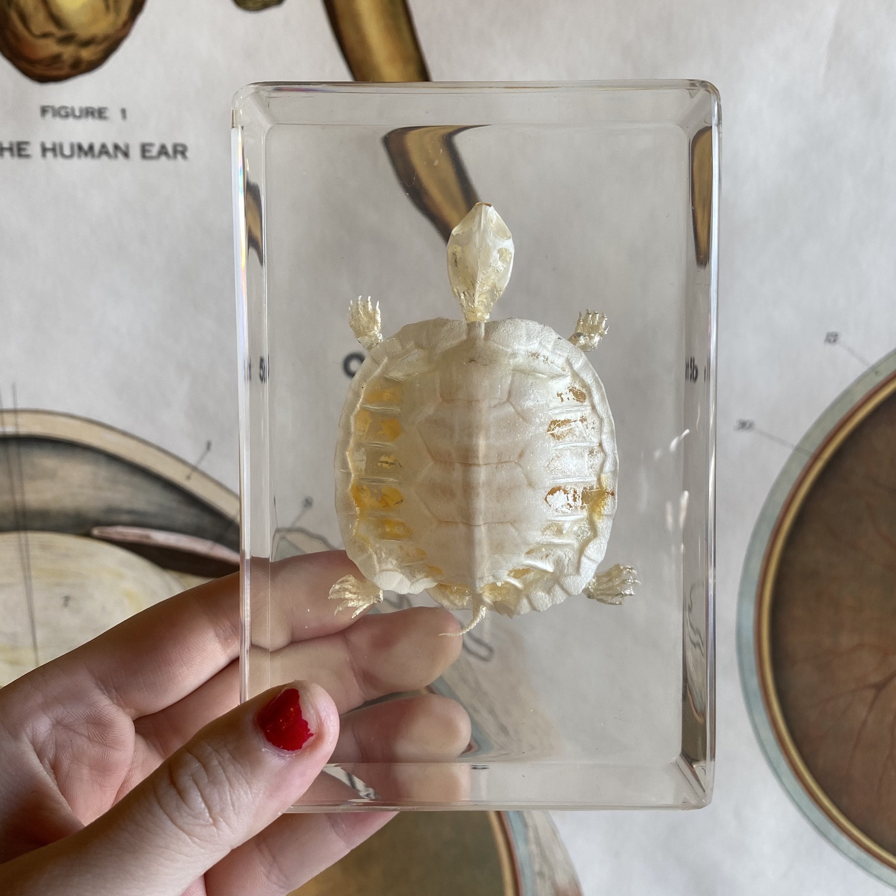 Acrylic Specimens – Page 3